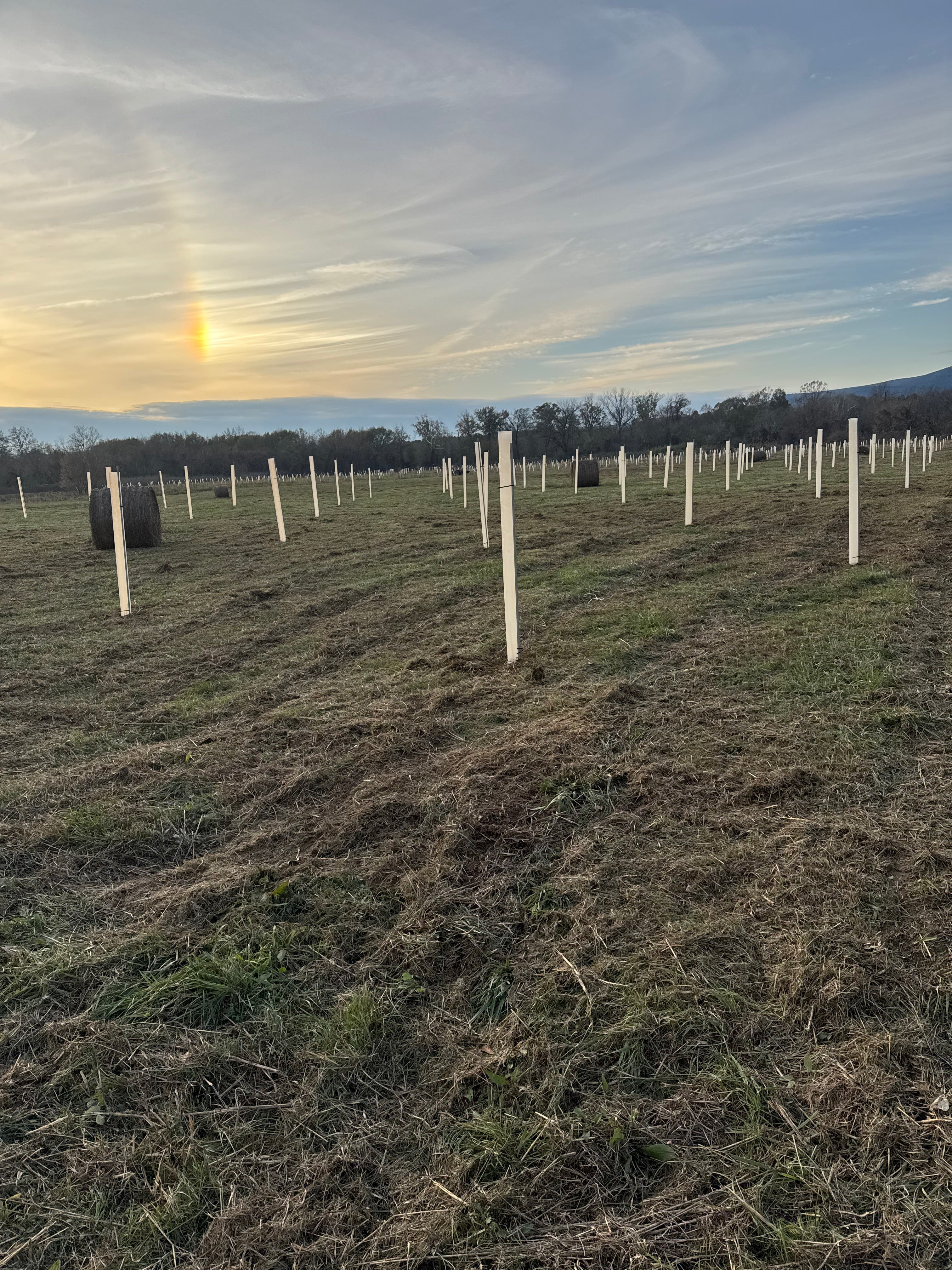 The Hog Haven Torture Test: Floods, Hogs, and "Leftover" Trees – Morse ...