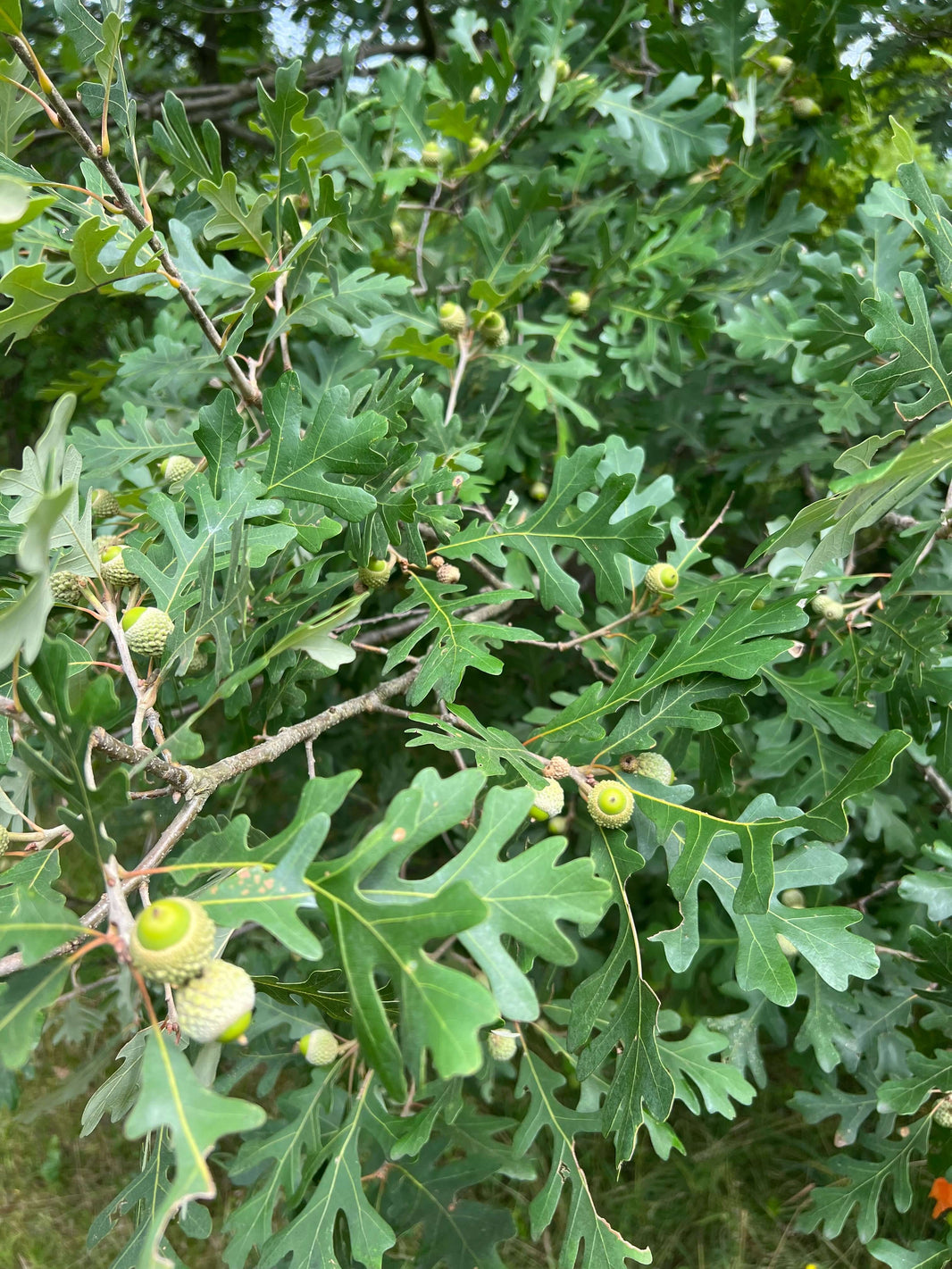 Wildlife Food Plot Trees, Bushes, and Shrubs By Morse Tree Nursery ...