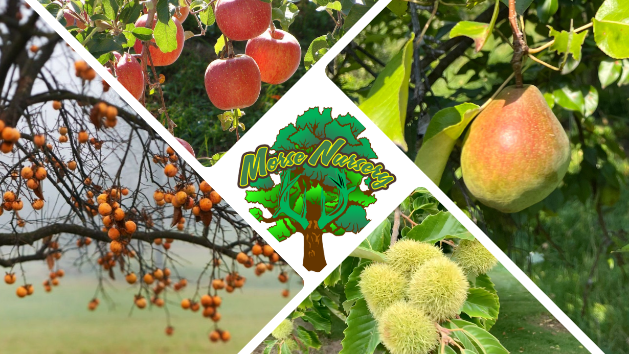 Our Apple Tree Root System - M-111 - B-118 Root stocks – Morse Nursery