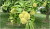 All Season Chestnut Pack - 10 Trees + Kits! – Morse Nursery