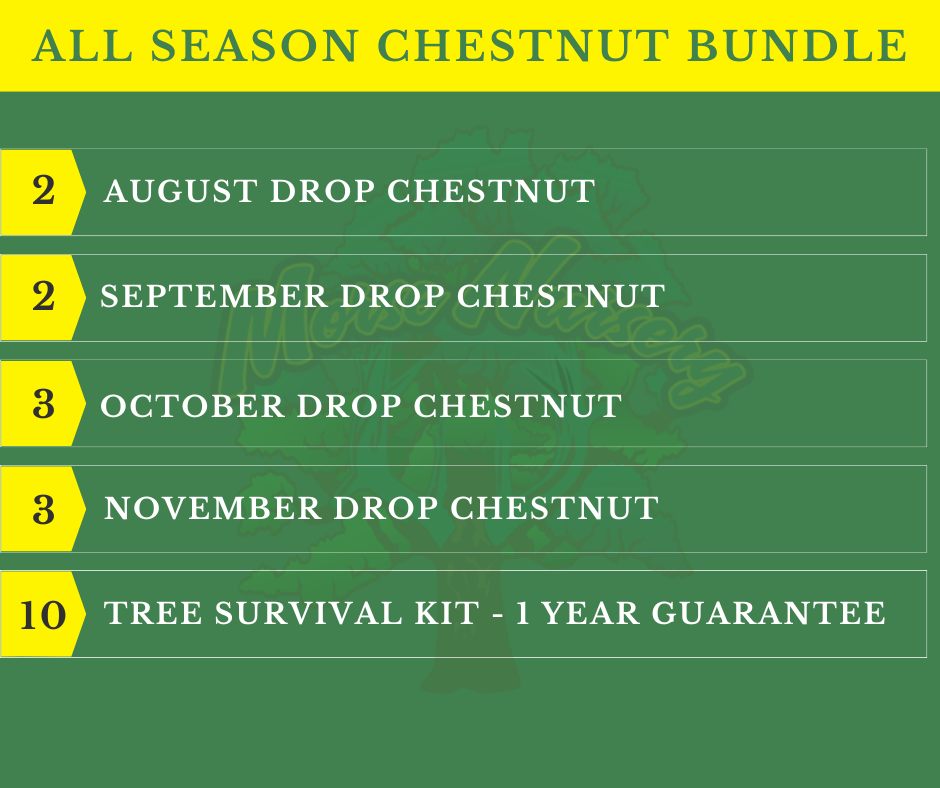 All Season Chestnut Pack - 10 Trees + Kits! – Morse Nursery