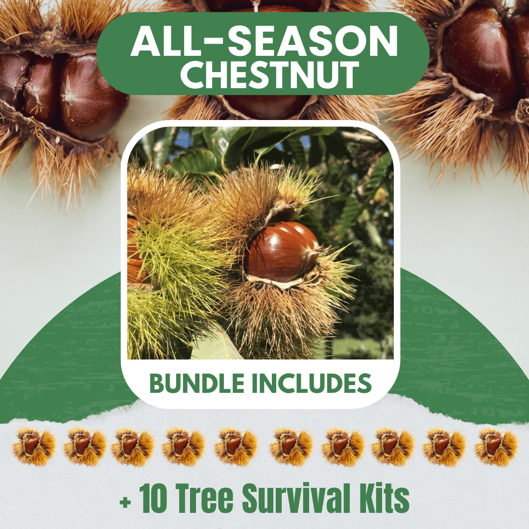 All Season Chestnut Bundle |36" - 60"| 10 Trees + Kits – Morse Nursery