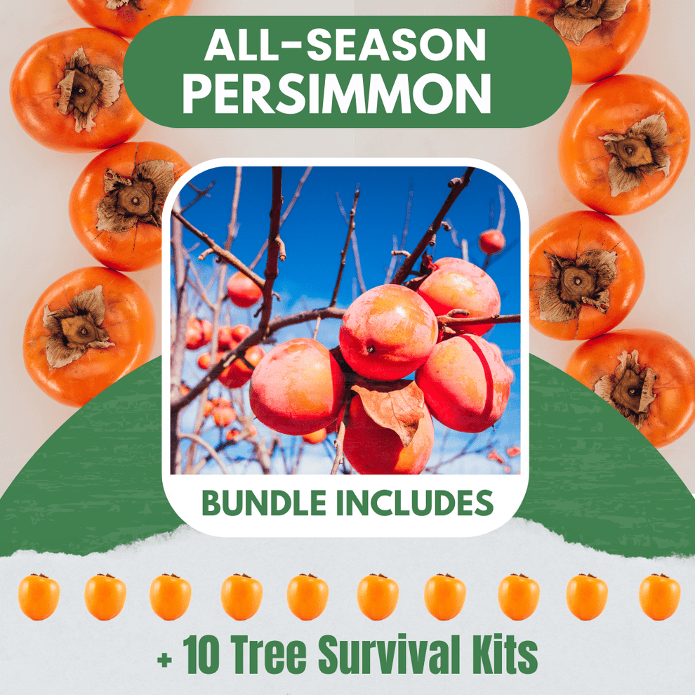 All Season Persimmon Pack - 10 Trees + Kits! – Morse Nursery