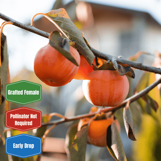 On Sale - Grafted Female Persimmon Trees – Morse Nursery