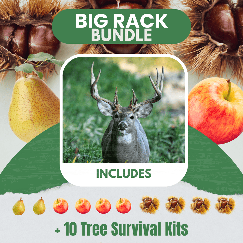 Big Rack Bundle |18"-36"| 10 Trees + Kits! – Morse Nursery