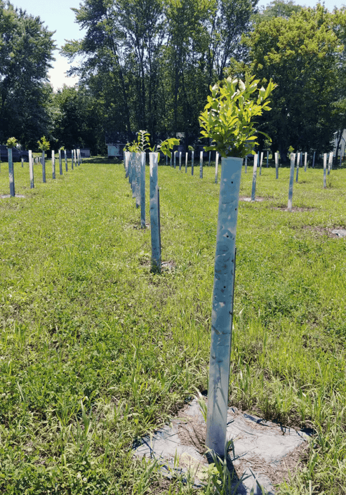 Big Rack Bundle |18"-36"| 10 Trees + Kits! – Morse Nursery