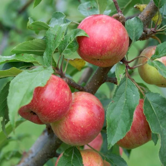 Chestnut Crabapple - Food Source For Wildlife - Food Plots – Morse Nursery