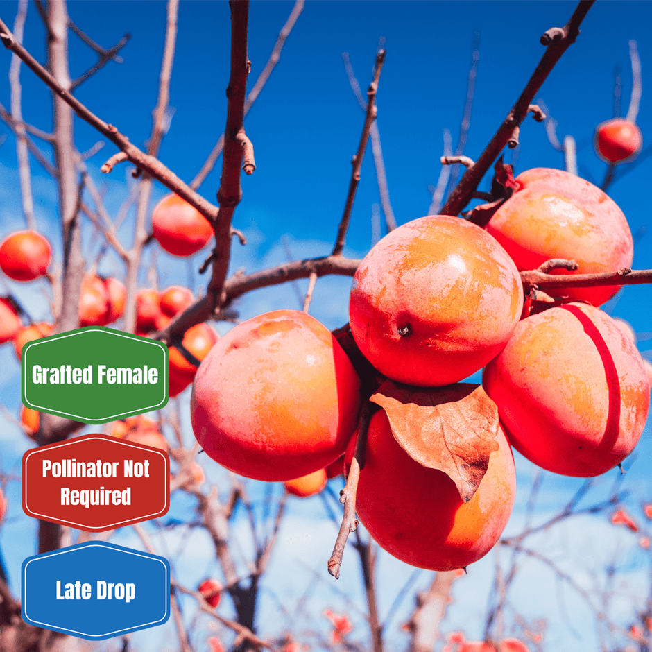 On Sale - Grafted Female Persimmon Trees – Morse Nursery
