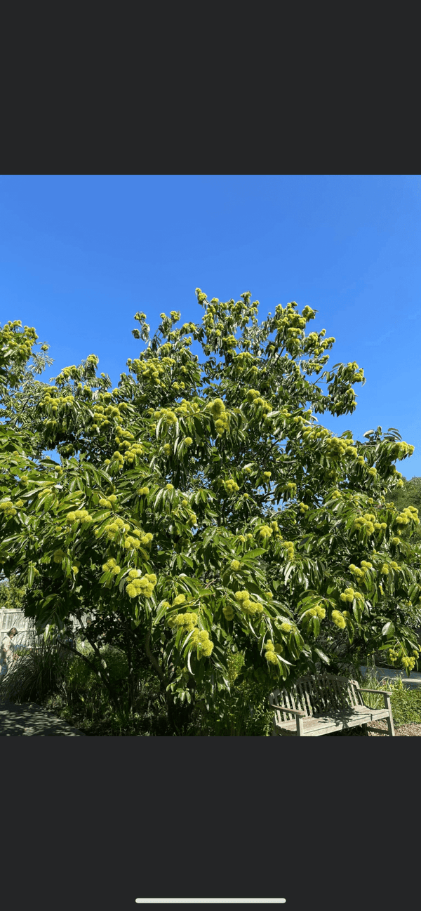 Dwarf Korean Chestnut - Food Source For Wildlife - Food Plot – Morse ...