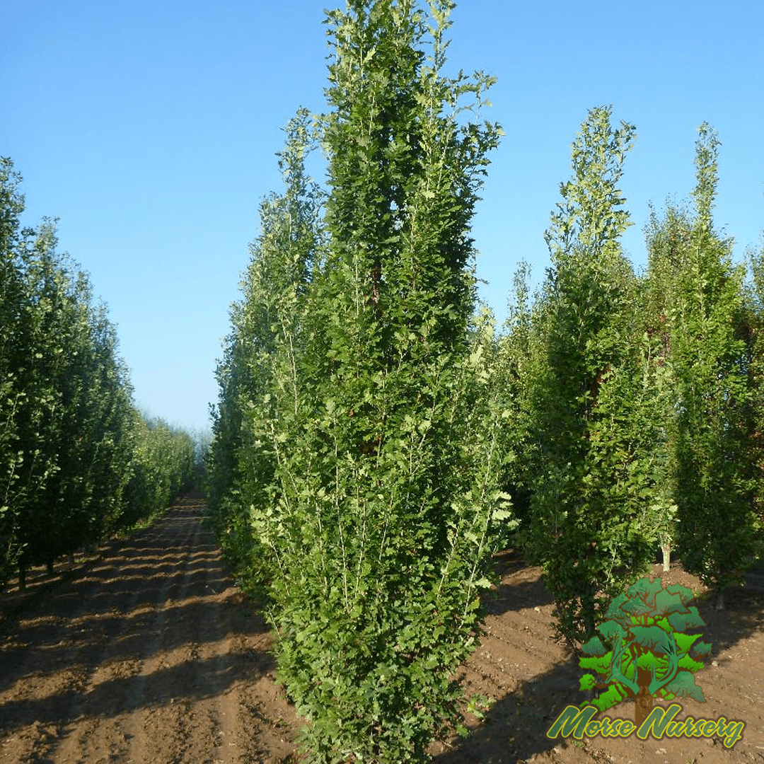 English Fastigate Hybrid Oak - Food For Wildlife - Food Plot – Morse ...