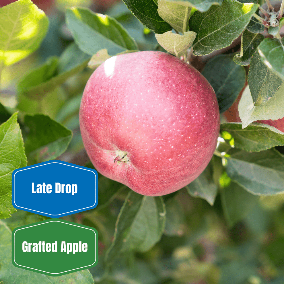 Enterprise Apple - Food Source For Wildlife - Food Plots – Morse Nursery