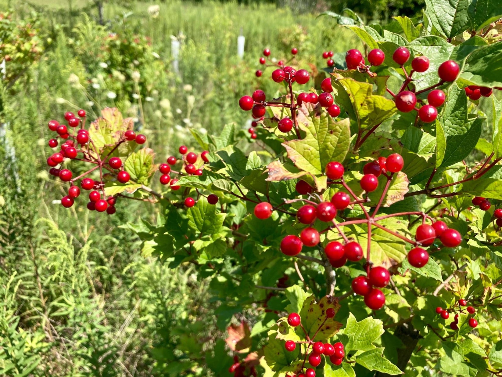 Highbush Cranberry - Food Source For Wildlife - Food Plots – Morse Nursery