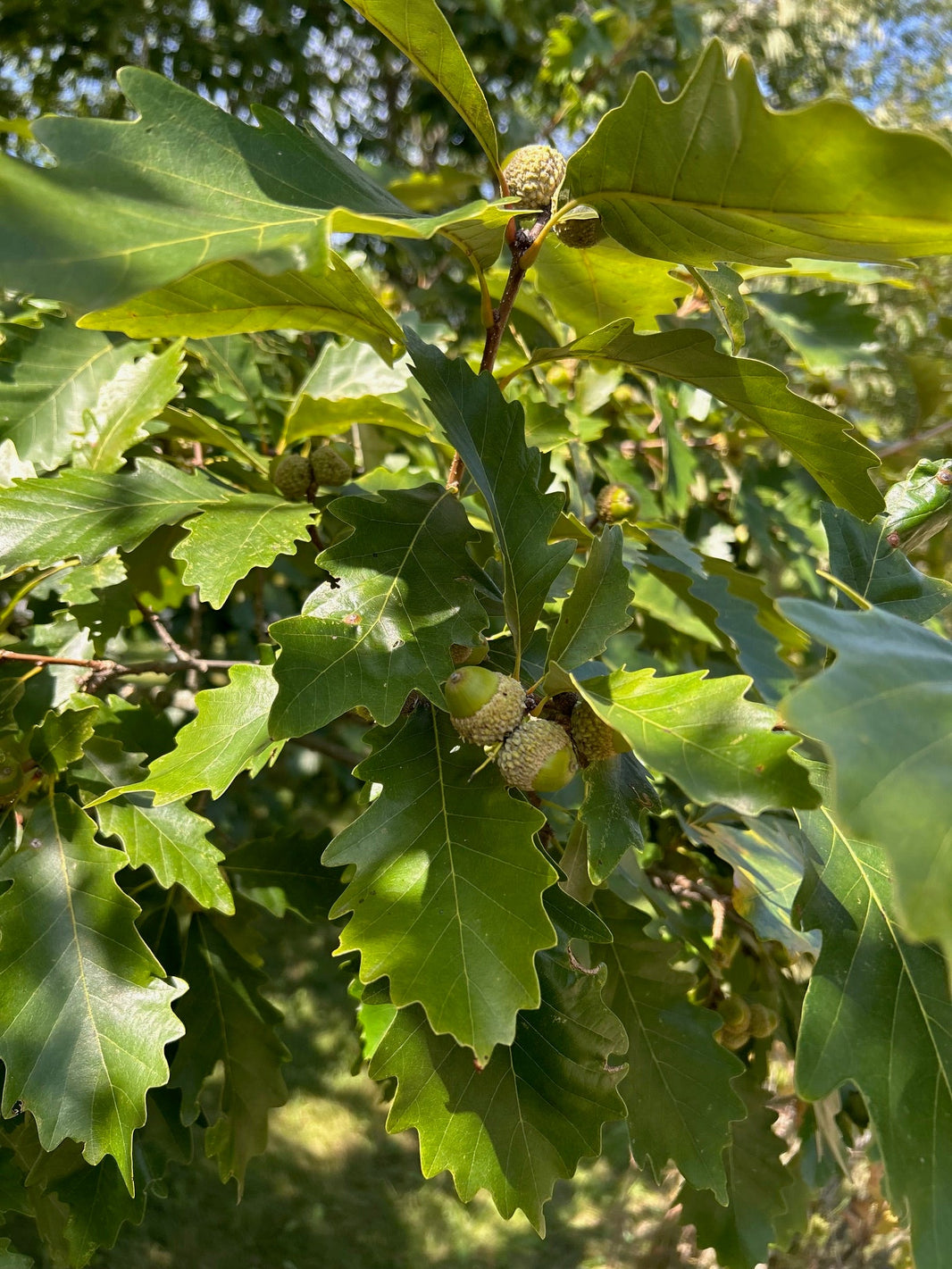 Oak Trees - Producing Acorns sooner for your Food Plot – Morse Nursery