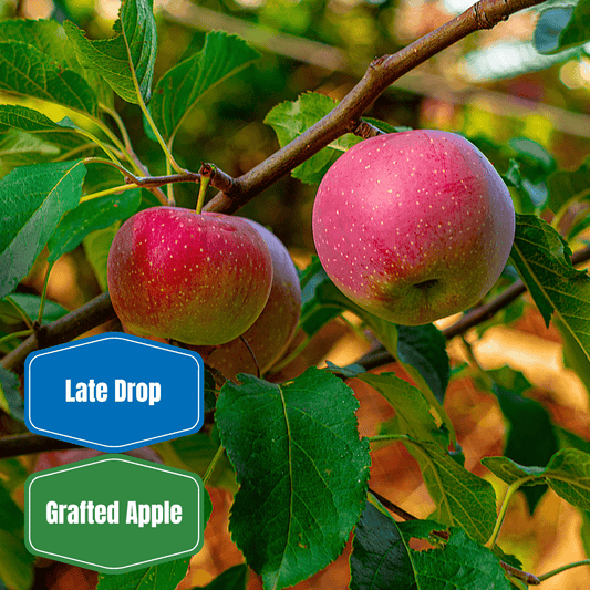Apple Trees - Gold Rush - Enterprise Apple - Wolf River Apple and More ...