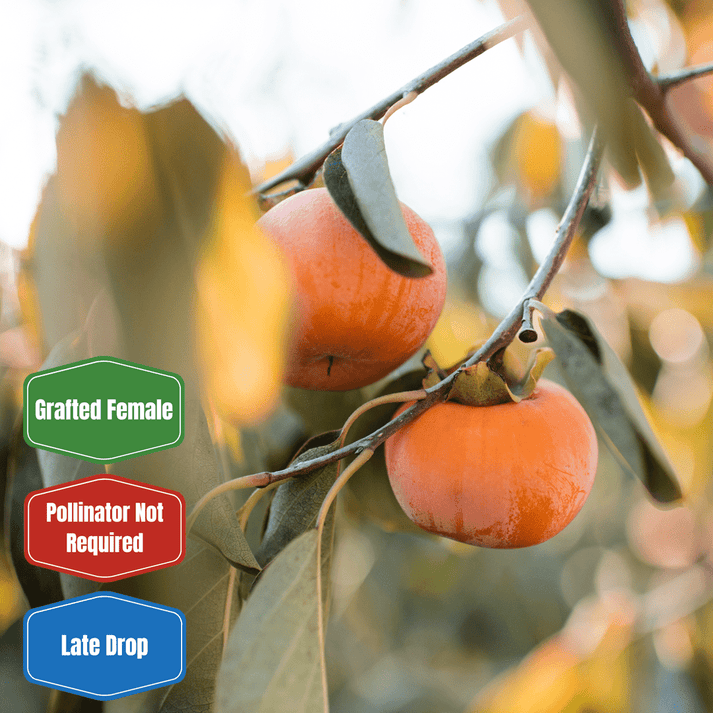 Meader Persimmon - Food Source For Wildlife - Food Plots – Morse Nursery