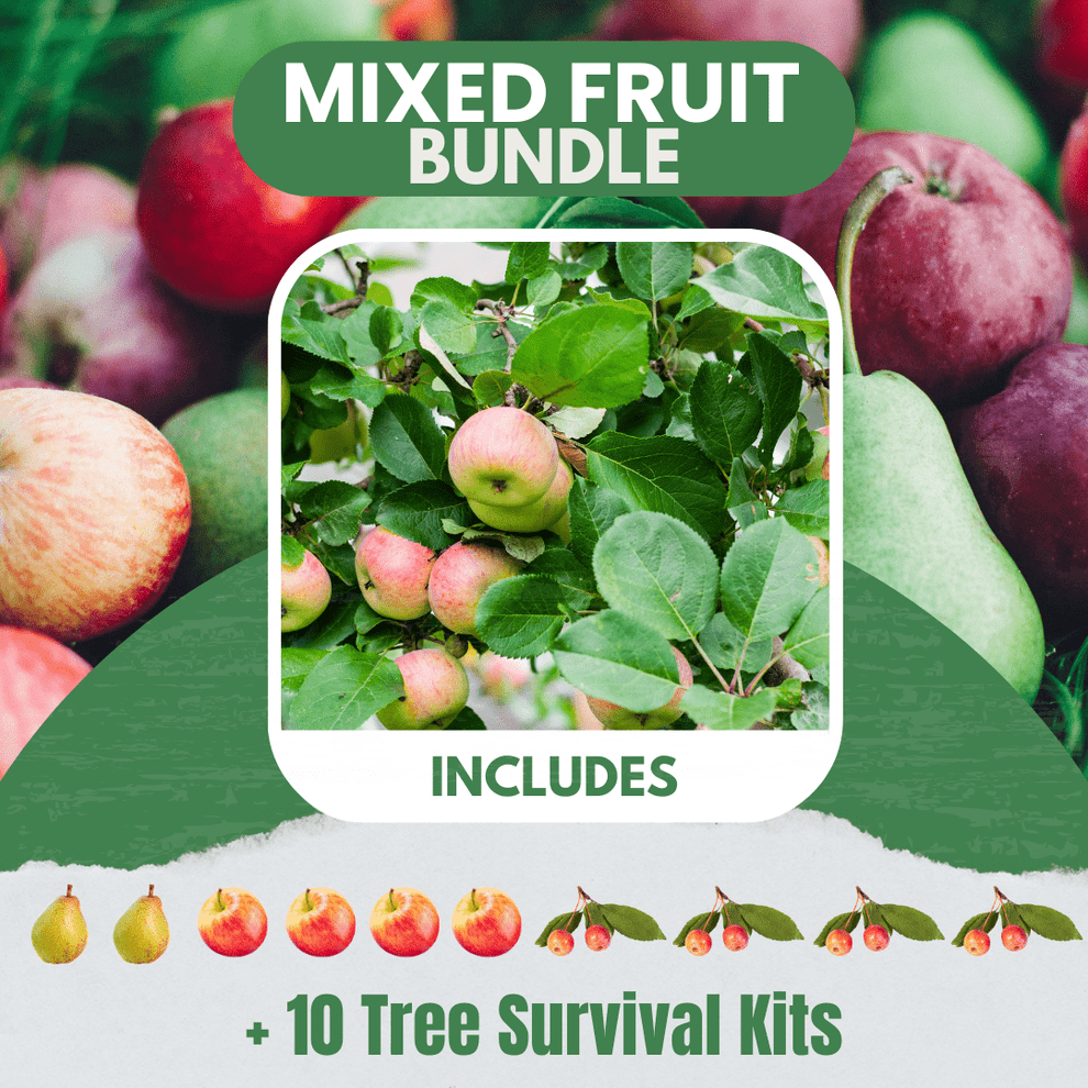 Mixed Fruit Bundle |36"-60"| 10 Trees + Kits – Morse Nursery
