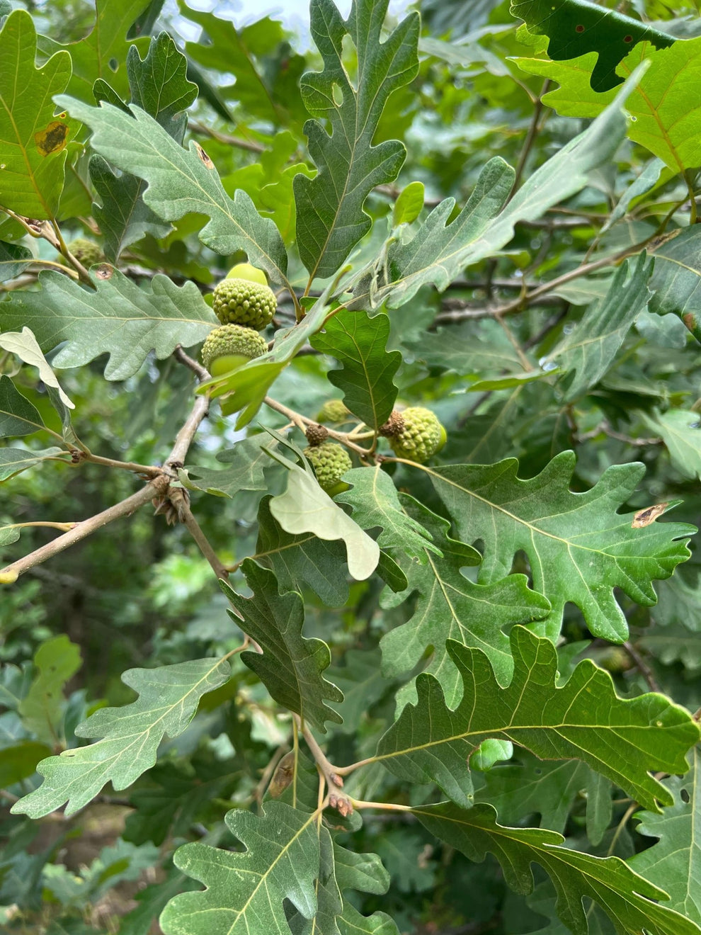 Morse Hybrid White Oak - Food Source For Wildlife -Food Plot – Morse ...