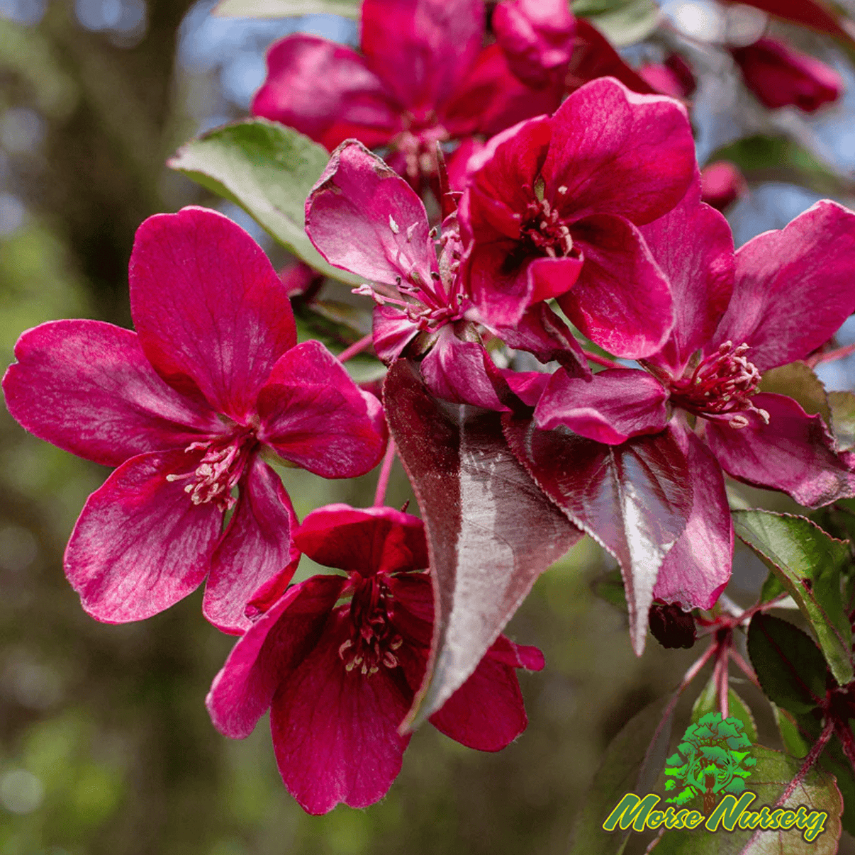 Prairie Fire Crabapple - Food Source For Wildlife -Food Plot – Morse ...