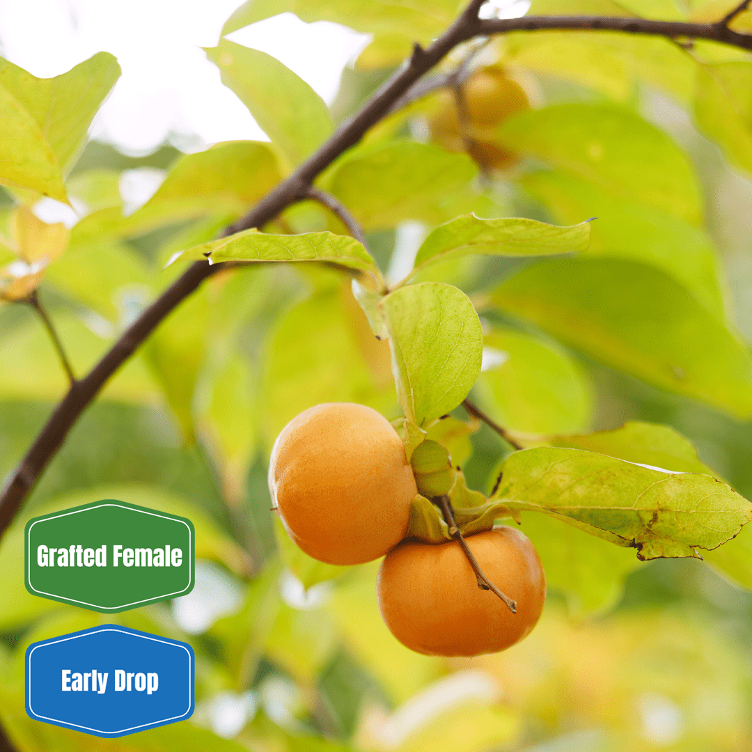 All Season Persimmon Pack - 10 Trees + Kits! – Morse Nursery