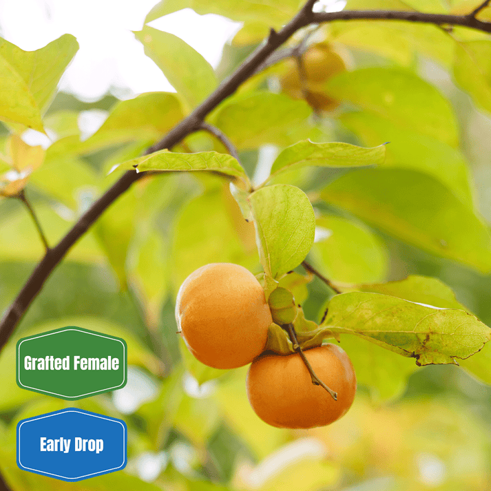 All Season Persimmon Pack - 10 Trees + Kits! – Morse Nursery