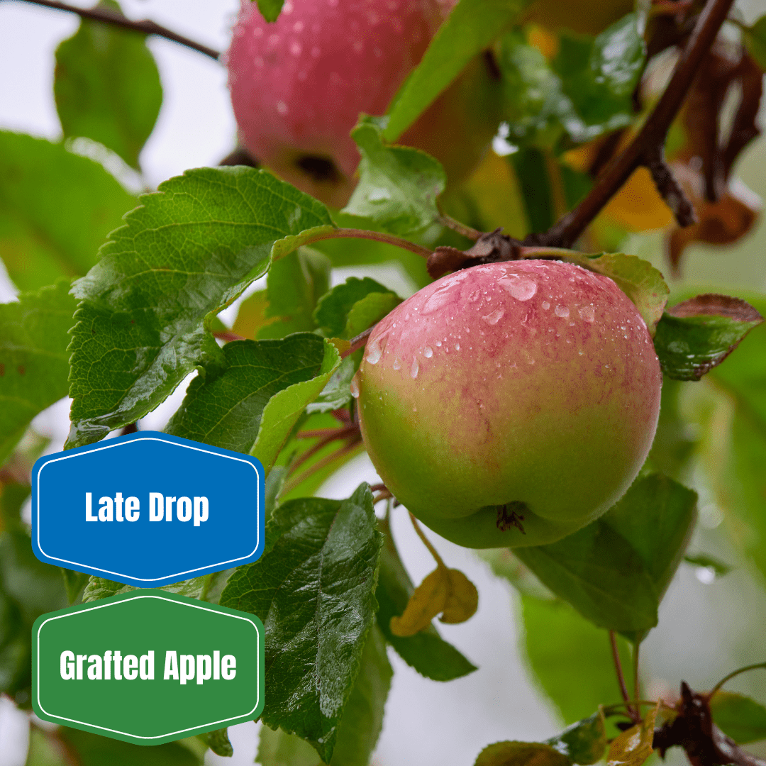 Stayman Apple | Oct - Nov – Morse Nursery
