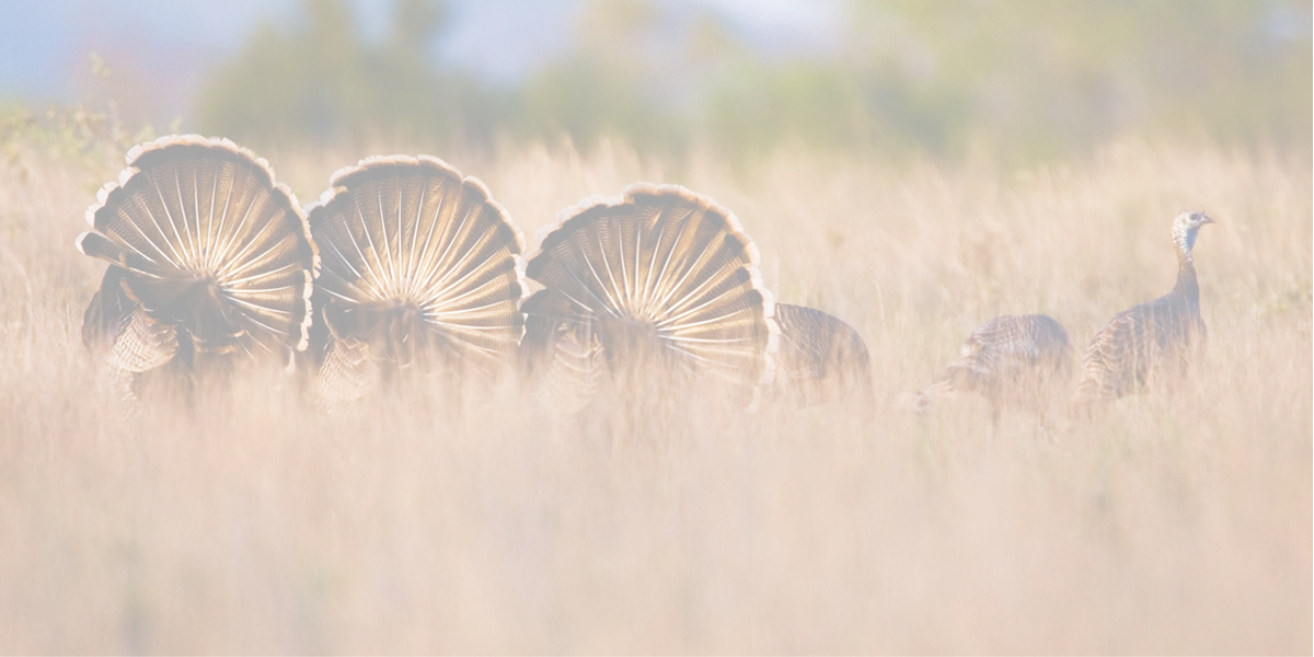Best Locations and Soil Types for Planting Chestnut Trees – Morse Nursery
