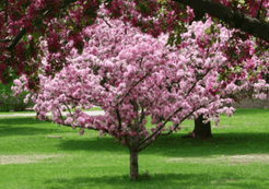 Whitney Crabapple - Food Source For Wildlife - Food Plots – Morse Nursery