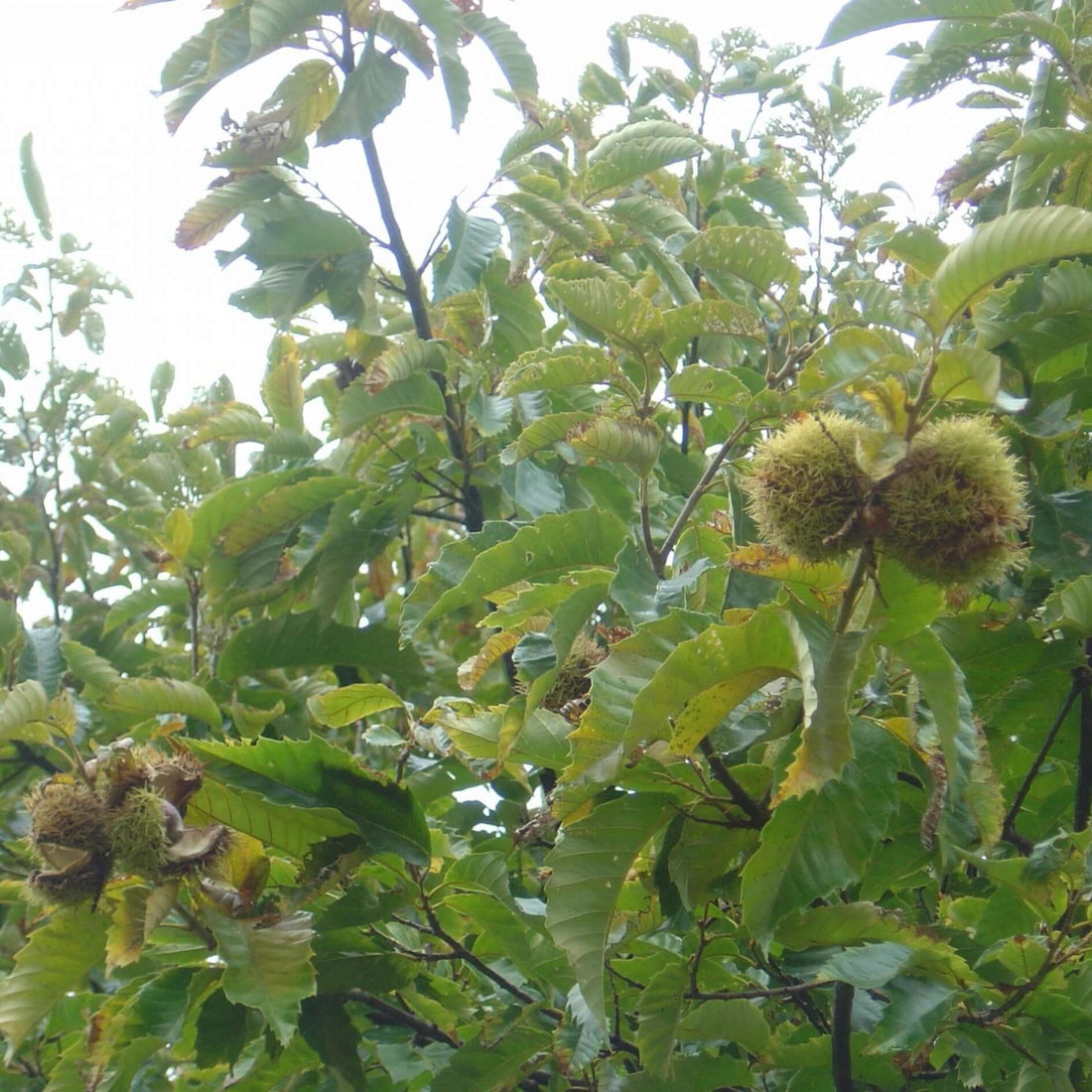 Chinese Chestnut - Food Source For Wildlife - Food Plots – Morse Nursery