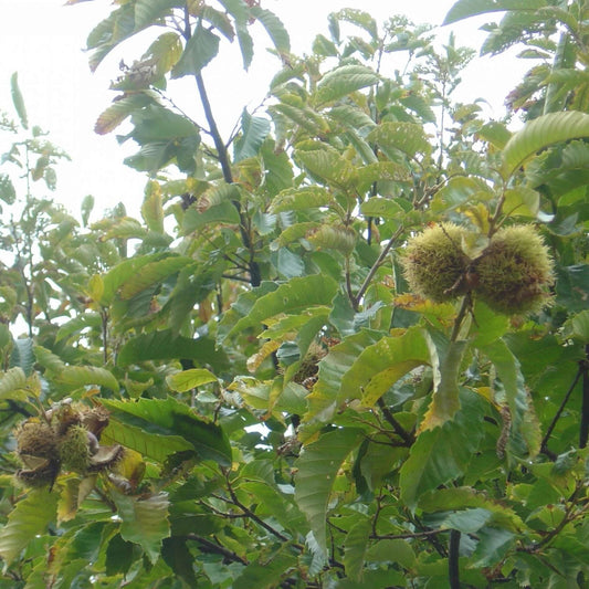 Chestnut Trees | #1 Food Source for Wildlife – Morse Nursery