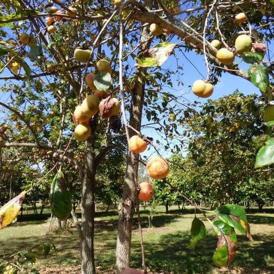 On Sale - Grafted Female Persimmon Trees – Morse Nursery