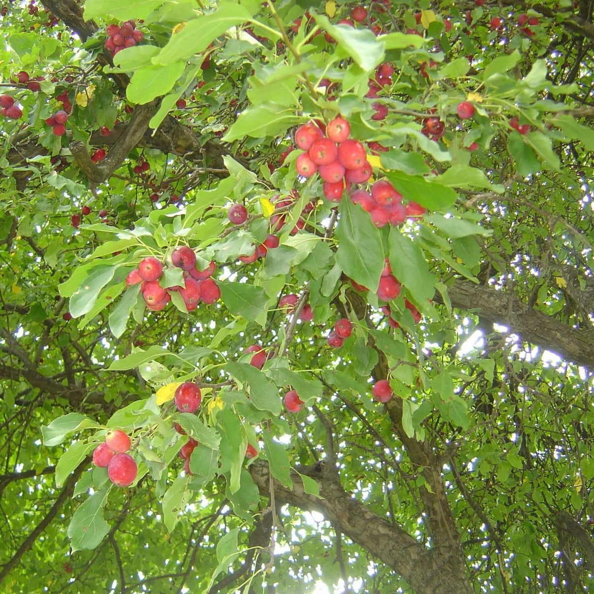 Dolgo Crabapple - Food Source For Wildlife - Food Plots – Morse Nursery