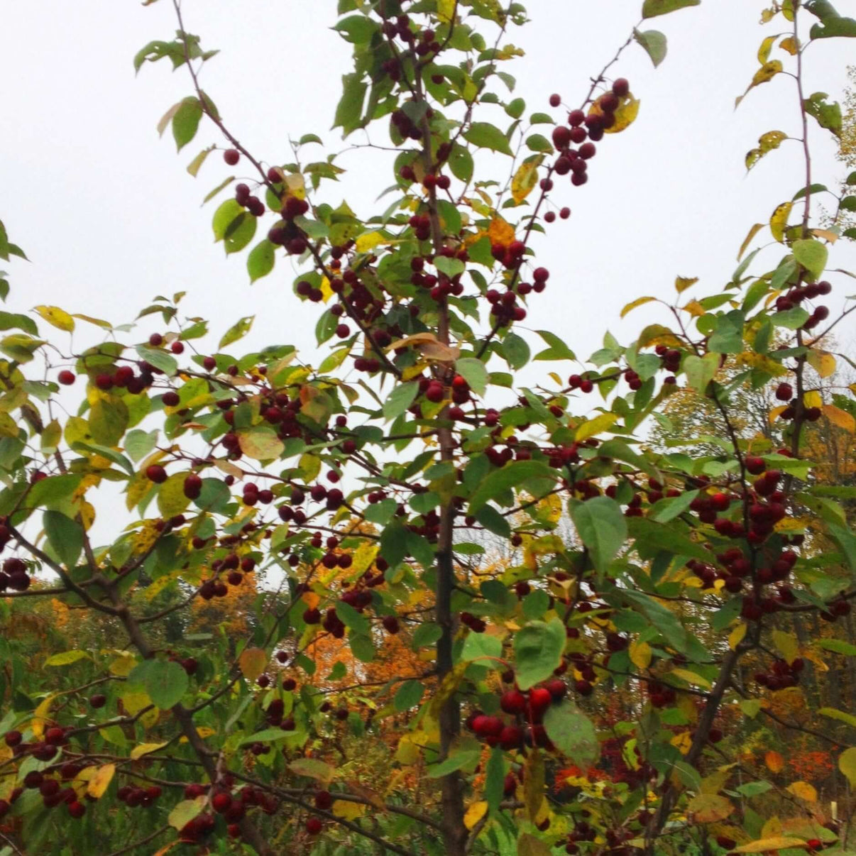 Kerr Crabapple - Food Source For Wildlife - Food Plots – Morse Nursery