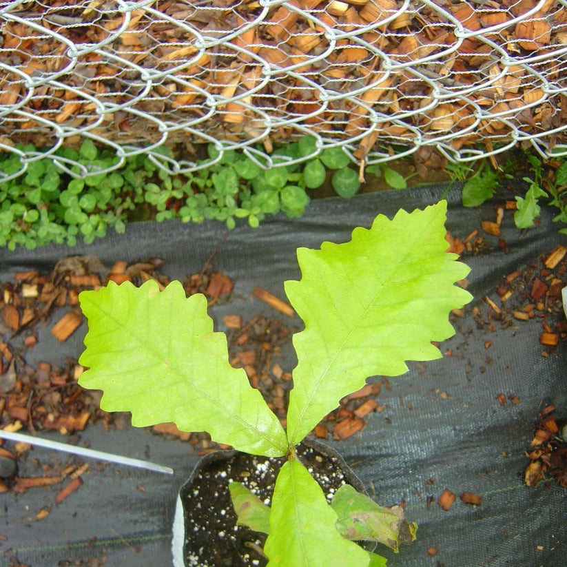 Swamp White Hybrid Oak -Food Source For Wildlife - Food Plot – Morse ...