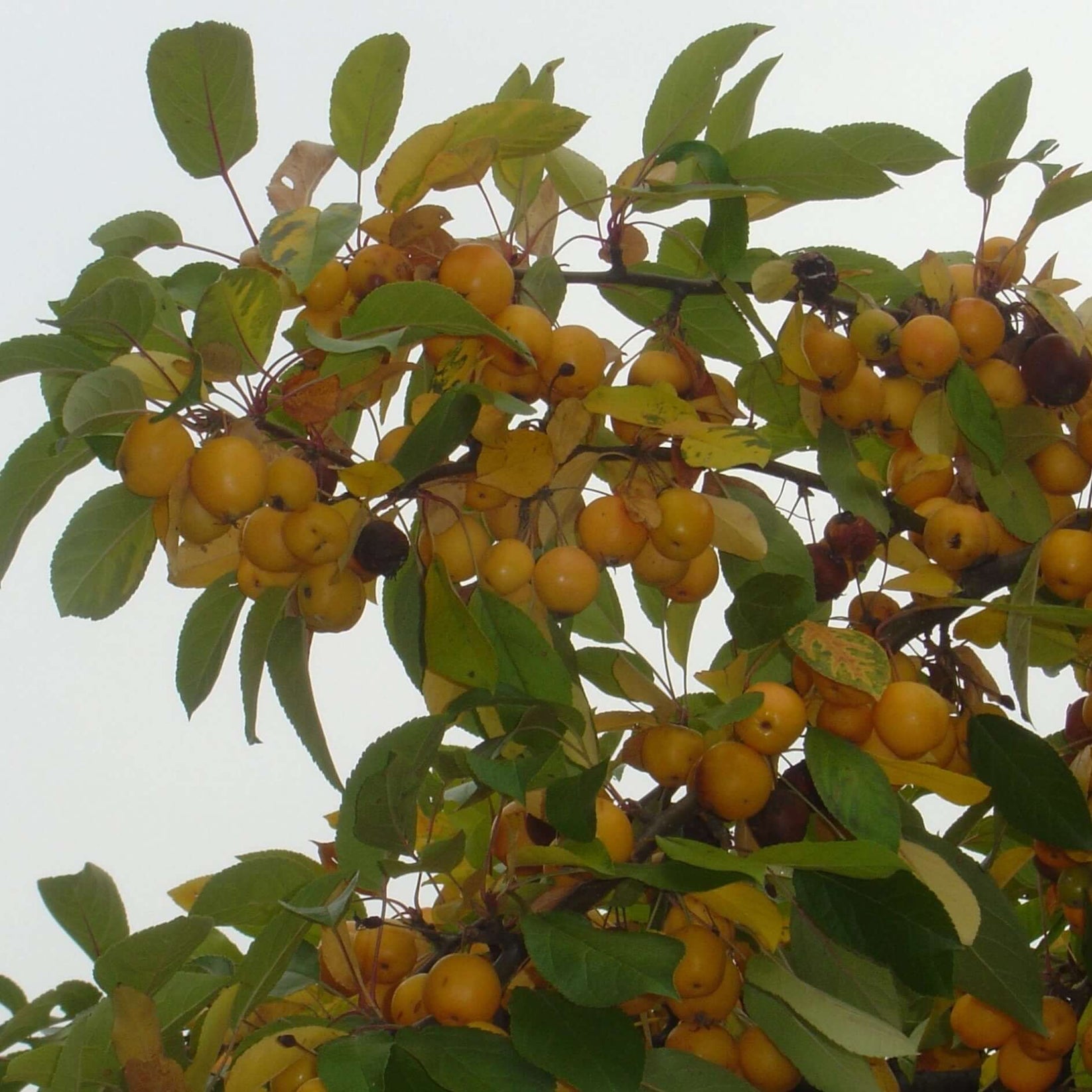 Yellow Crabapple - Food Source For Wildlife - Food Plots – Morse Nursery